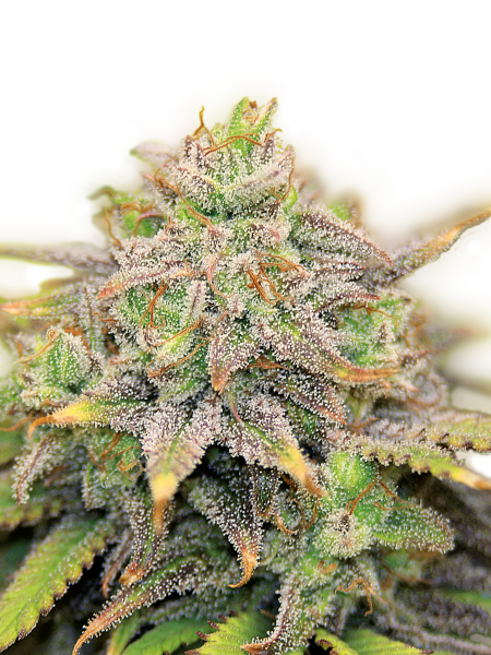 Unsere Cannabissamen - Serious Seeds